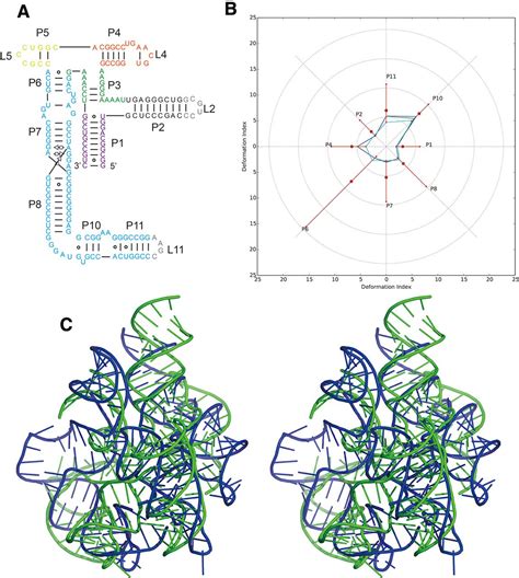 Rna Puzzles Round Ii Assessment Of Rna Structure Prediction Programs