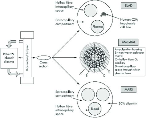 Schematic Diagram Of The Structure Of A First Generation Bioreactor