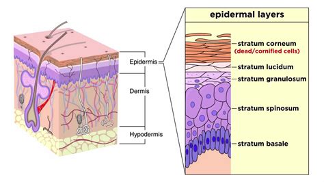 Barrier Surfaces Of The Innate Immune System Science