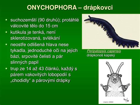 Ppt Ecdysozoa Powerpoint Presentation Free Download Id3671050