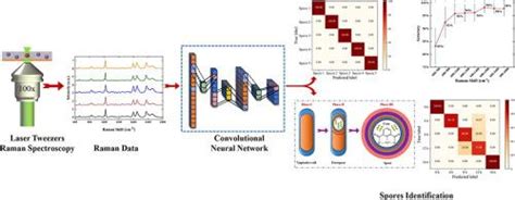 使用激光镊拉曼光谱和深度学习准确识别活芽孢杆菌孢子 Spectrochimica Acta Part A Molecular And Biomolecular Spectroscopy