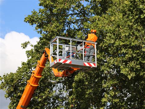 Trimming The Beauty The Art And Necessity Of Tree Cutting Service Dallas TX