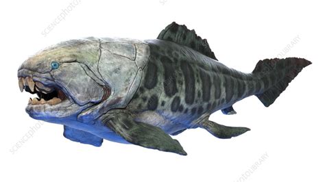 Dunkleosteus Prehistoric Fish Illustration Stock Image F0378230
