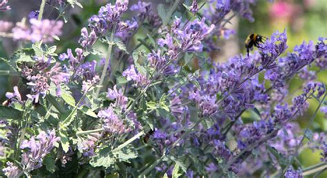 Catnip And Cats The Science Behind The Beloved Plants Effects Fuzzy Furballs