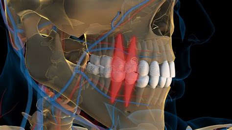 Human Teeth Premolar Teeth Anatomy For Medical Concept 3d Rendering