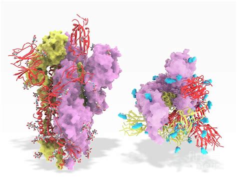 Coronavirus Spike Protein Surface Sugars Photograph By Ramon Andrade