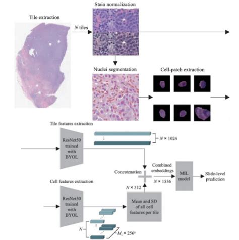 Deep Cellular Embeddings An Explainable Plug And Play Improvement For Feature Representation In