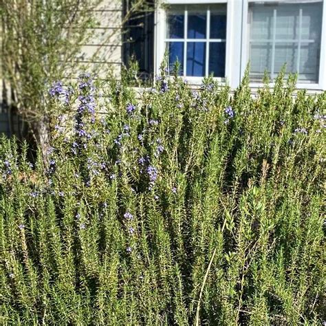 Tuscan Blue Rosemary Plants Top Choice For Edible Landscaping