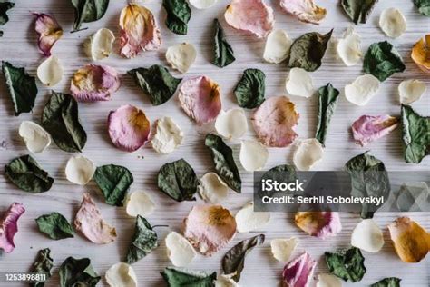 마른 장미 꽃잎 꽃잎과 배경 흰색 나무 테이블에 말린 장미로 만든 꽃 구성 평평한 평지 상단 보기 복사 공간 텍스트 와 디자인을 위한 장소 0명에 대한 스톡 사진 및 기타