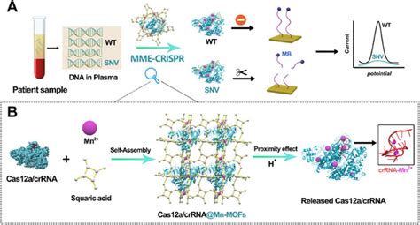Enhanced The Trans‐cleavage Activity Of Crispr‐cas12a Using Metal