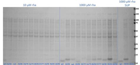 Figure Si 2 Non Reducing Sds Page Of Total End Point Cultures Grown Download Scientific