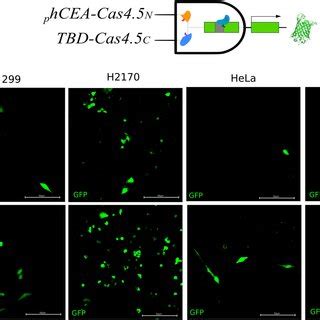 Logic Gate To Identify Only Cancer Cells Of Epithelial Origin Using Download Scientific Diagram