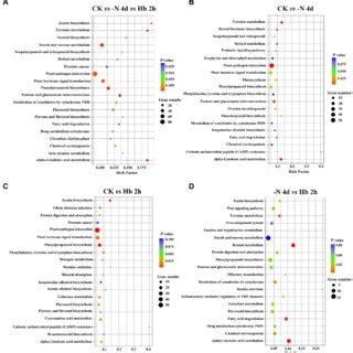 Enrichment Of DEGs For The Top 20 KEGG Pathways In C Sinensis Roots