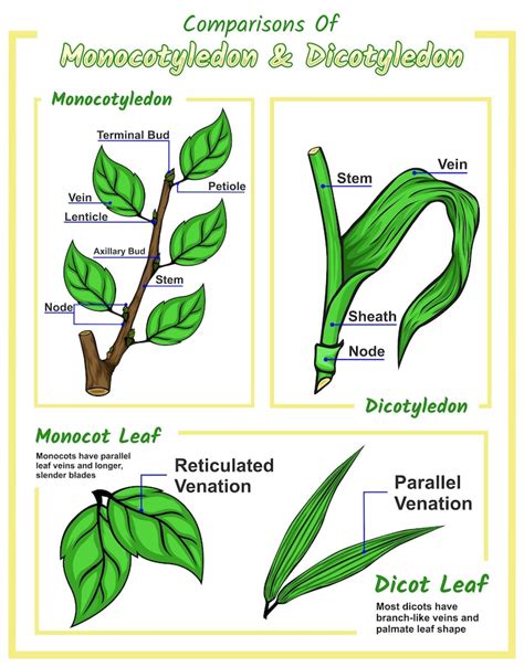 Comparaciones De Monocotiledóneas Y Dicotiledóneas Vector Premium