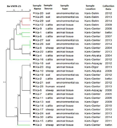 dendrogram depicting results of mlva 25 analysis of b anthracis