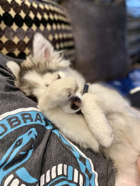 Why Does She Cover Her Face Rpomsky