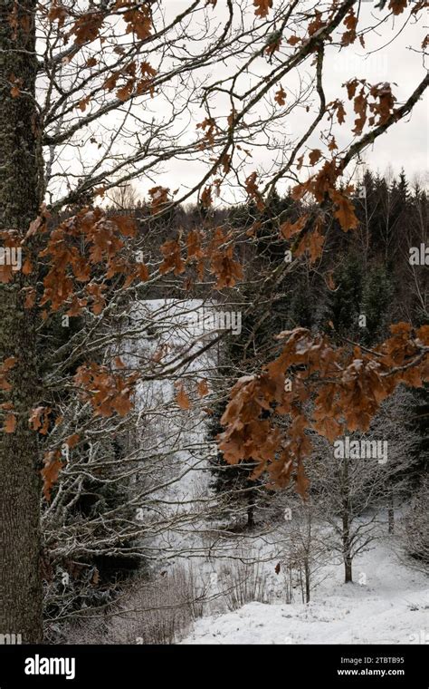 In The Heart Of Pokainu Mezs The Snow Carpeted Path Winds Upward