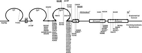Schematic Representation Of Fgfr2 Mutations Fgfr2 Mutations Mapped To
