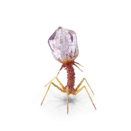 Bacteriophage 3d Incl Ameba And Anatomy Envato
