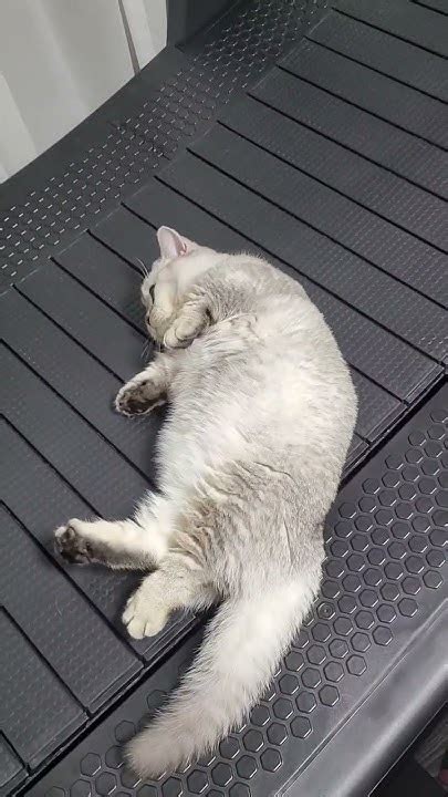 누워 있는 먼치킨 고양이 이름을 부르면 Youtube