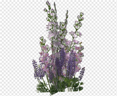 영어 라벤더 테두리 및 프레임 꽃 바이올렛 꽃 무리 이미지 파일 형식 제비꽃 꽃 Png Pngwing