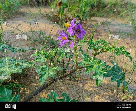 Solanum Xanthocarpum Seed