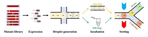 Figure 1 From Recent Advances On Sorting Methods Of High Throughput Droplet Based Microfluidics
