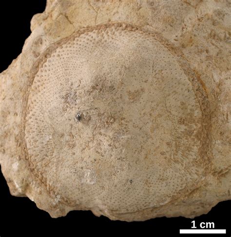 Green Algae Sam Noble Museum