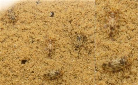 Micronecta Sp Galerie