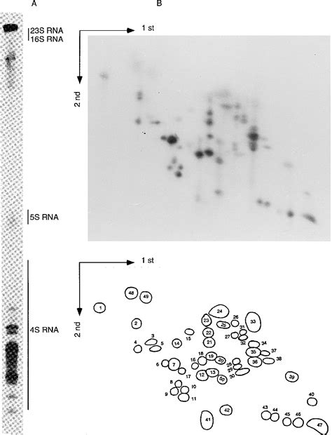 figure 1 from co variation of trna abundance and codon usage in