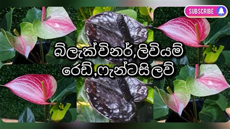 1148👉මේ ලස්සනම මල් පිරුණු ලොකුම ගස් ඔක්කොම රු 5500 ගන්න කතා කරන්න0764090776 Youtube