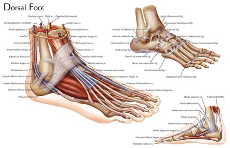 Dorsal And Ventral Foot Dorsal Muscles Of The Foot Anatomy And