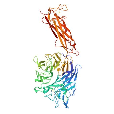 Rcsb Pdb 9czd Crystal Structure Of Integrin Avb6 Headpiece In