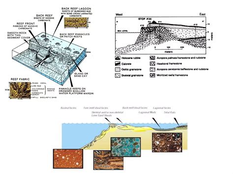 Carbonate Depositional Systems Ppt