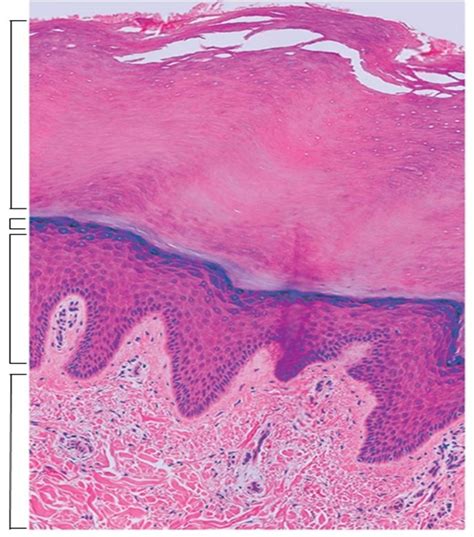 Lab Prac Diagram Quizlet
