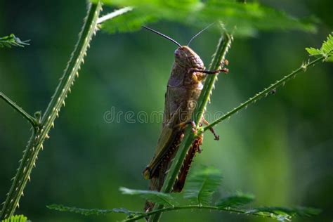 Grasshopper On A Leaf Stock Image Image Of Insects 206436447