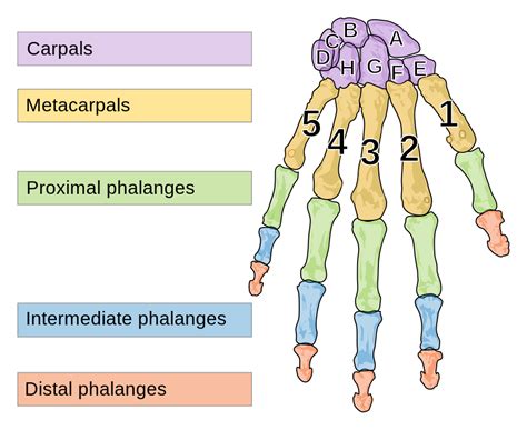 File Human Left Hand Bones With Metacarpal Numbers And Carpal Letters Svg Human Muscle Anatomy