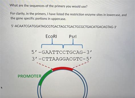 Solved What Are The Sequences Of The Primers You Would Use