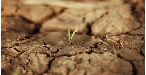 US Farmers Combat Soil Compaction Boost Yields Up To With New Biosurfactant