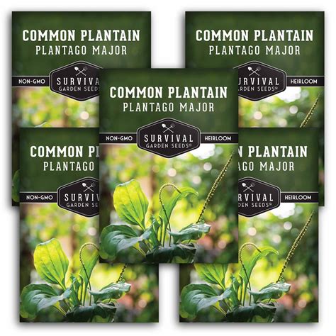 5 Packs Common Plantain Seeds Plantago Major Medicinal Herb