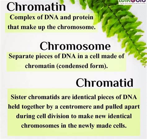 Chromosome Chromatin And Chromatids What Is The Diffe Vrogue Co
