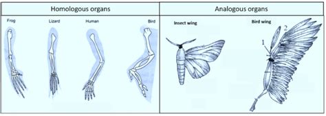 Analogous Structures Butterfly Bird Wings Related