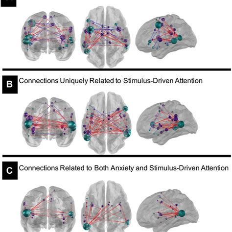 Unique And Shared Connections Between Cingulo Opercular Network Con Download Scientific