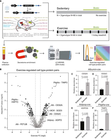 Organism Wide Cell Type Specific Secretome Mapping Of Exercise