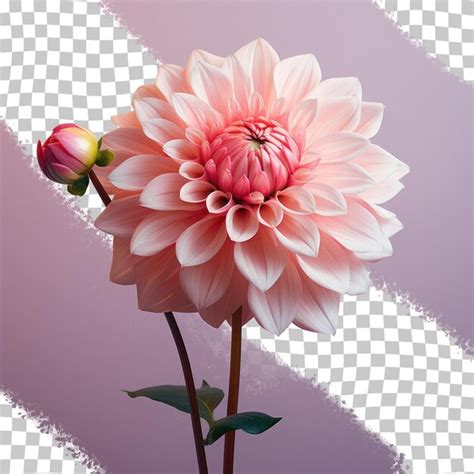 Premium PSD Gorgeous Dahlia Bloom Set Against A Transparent Background