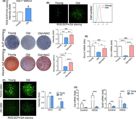 Osteogenic Differentiation Of Bmscs Is Suppressed By Redundant Download Scientific Diagram
