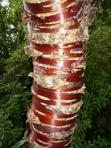 Top Ten Tree Barks To Grow In UK Gardeners Tips