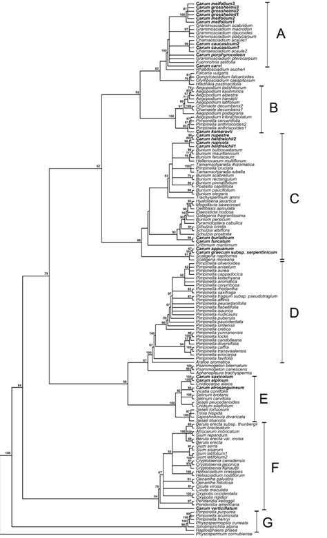 maximum parsimony mp analysis of the its dataset strict consensus