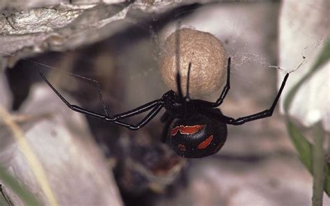 Male Widow Spiders Mate With Babe Females For Better Chance Of Post Coital Survival Scientists