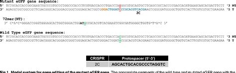 Figure 1 From Insertional Mutagenesis By CRISPR Cas9 Ribonucleoprotein Gene Editing In Cells